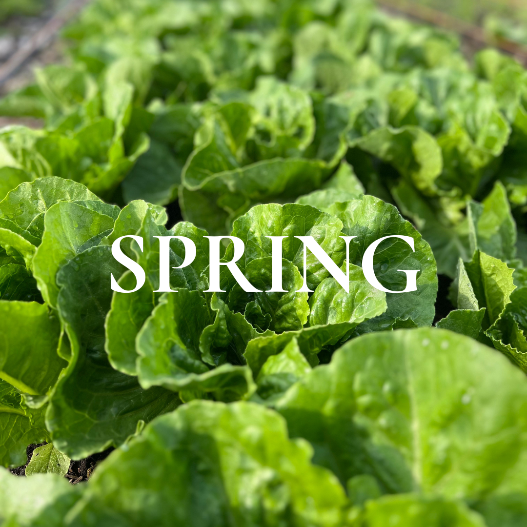 SPRING – Maidstone Harvest
